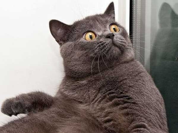 gatos engraçados_0